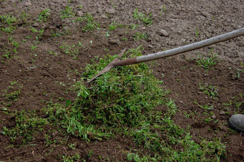 Weeding: Preparing the Soil for Planting Stock Photo - Image of field ...
