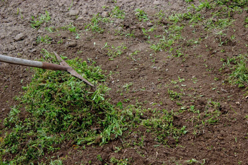Weeding: Preparing the Soil for Planting Stock Image - Image of ...