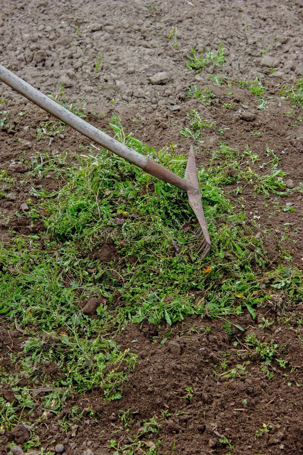 Weeding: Preparing the Soil for Planting Stock Photo - Image of field ...