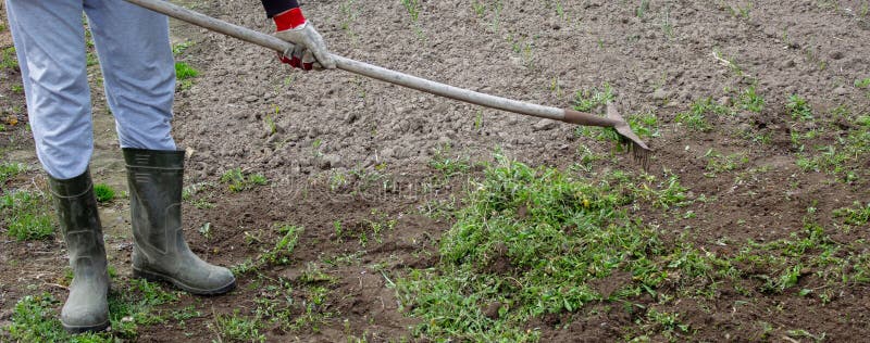 Weeding: Preparing the Soil for Planting Stock Photo - Image of farmer ...