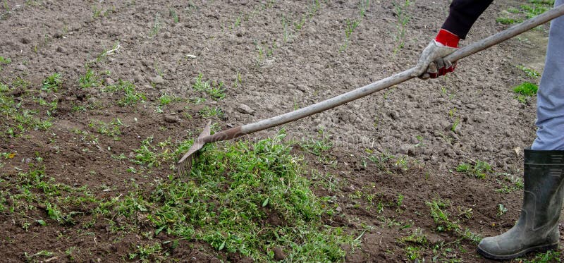 Weeding: Preparing the Soil for Planting Stock Photo - Image of ...