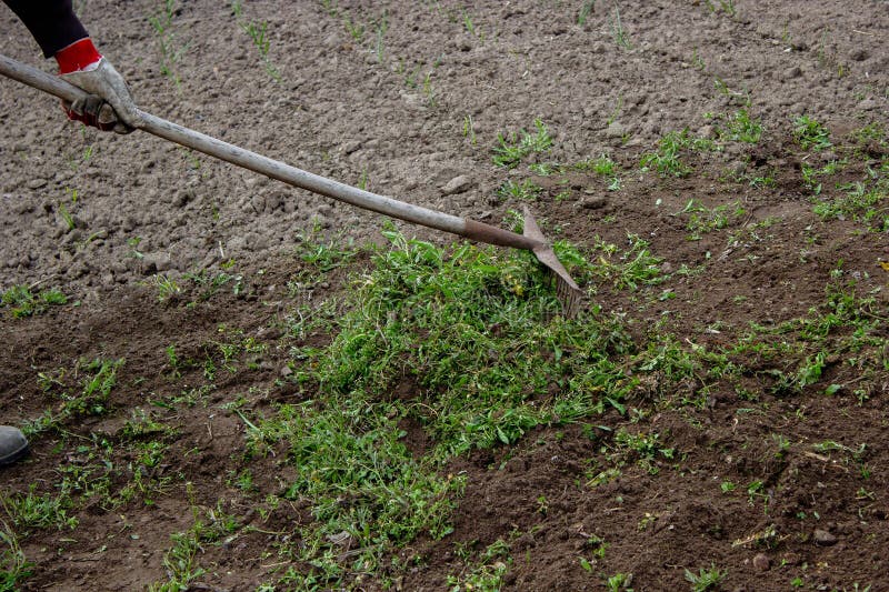 Weeding: Preparing the Soil for Planting Stock Photo - Image of nature ...