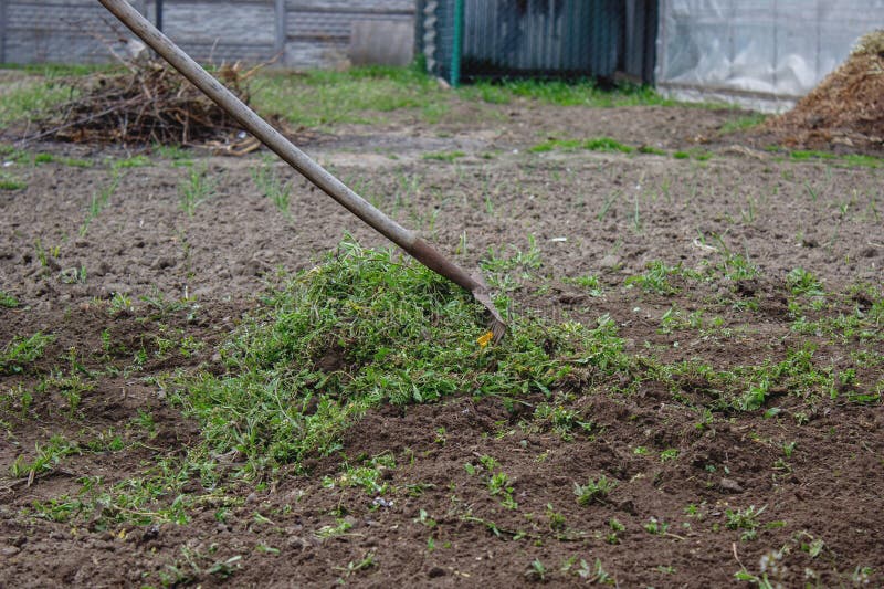 Weeding: Preparing the Soil for Planting Stock Photo - Image of rural ...