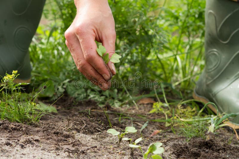 Weeding of sprouts stock image. Image of raise, rural - 27873565
