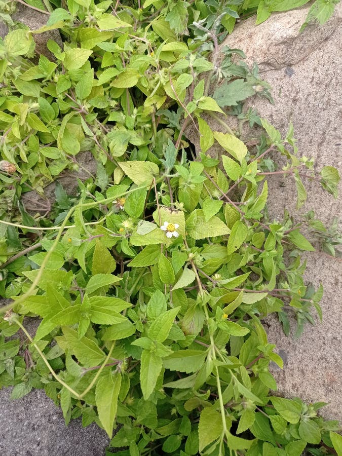 Weeds beautiful stock image. Image of beautiful, shrub - 261599143