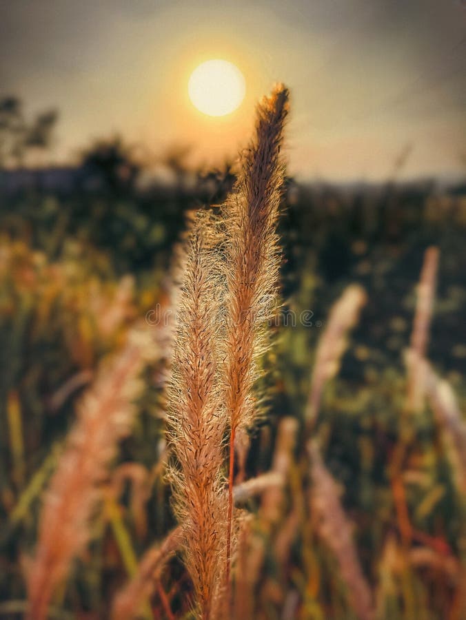Weeds in the Beautiful Yellow Morning Sunrise. Stock Image - Image of ...