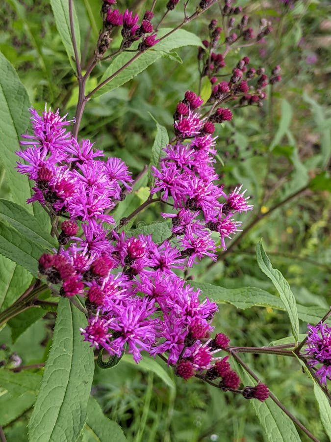 Weeds - Pretty and Thorny stock photo. Image of proud - 114878698