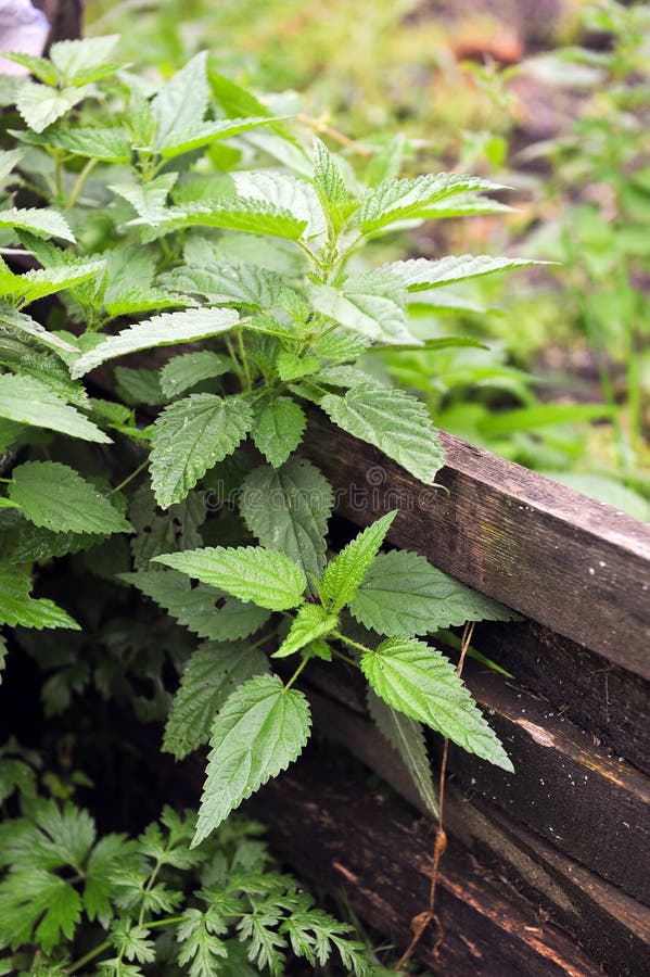 Weeds stock image. Image of nettles, close, detail, pattern - 76583981