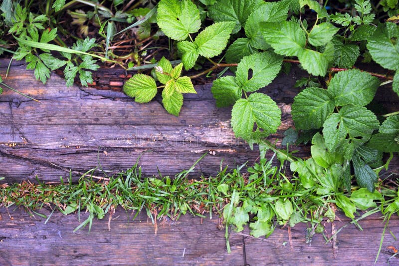 Weeds stock photo. Image of medicine, herb, green, leaf - 76584084