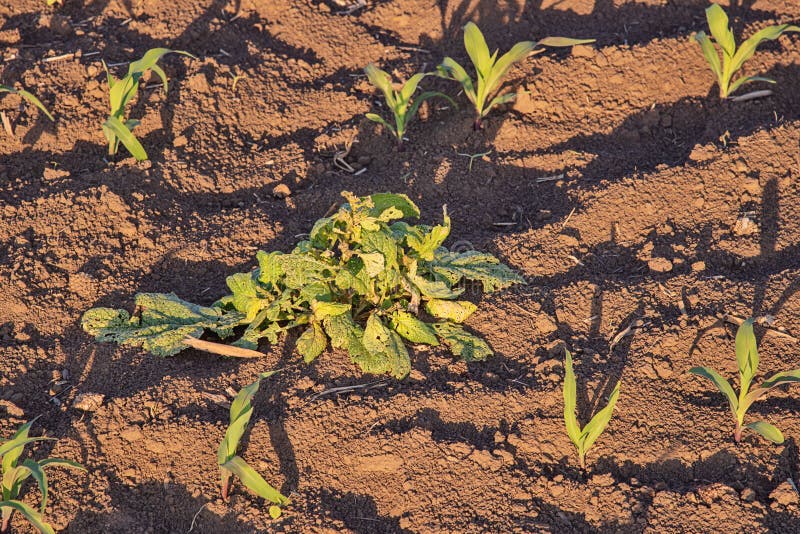 Weeds in a corn field stock photo. Image of plant, growth - 183791802
