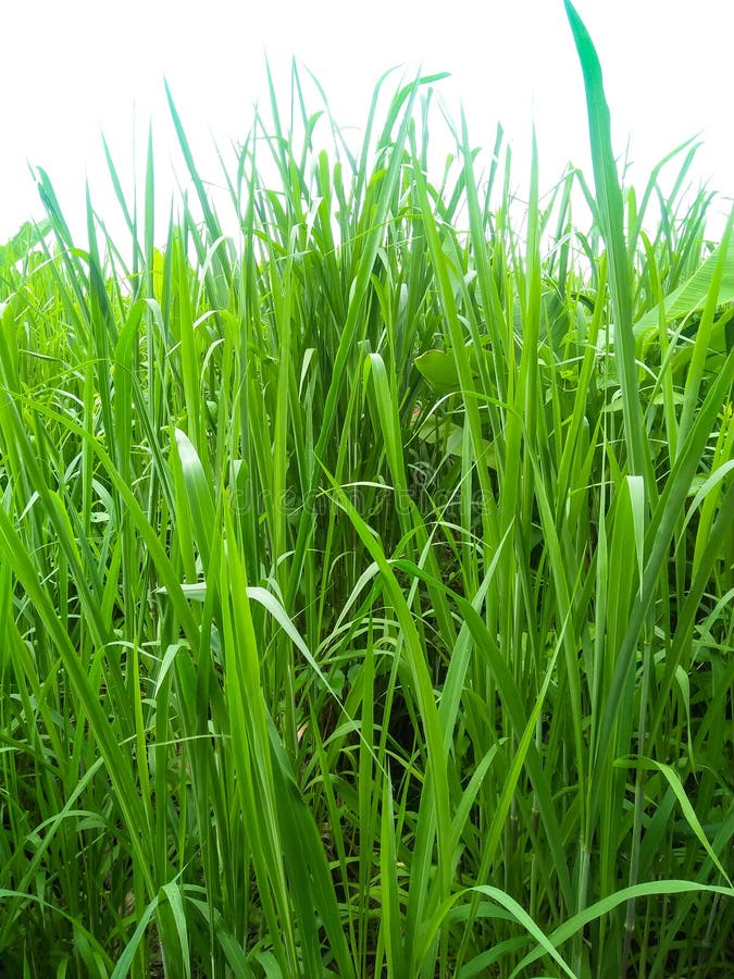 The weeds field stock image. Image of weeds, natural - 169057899