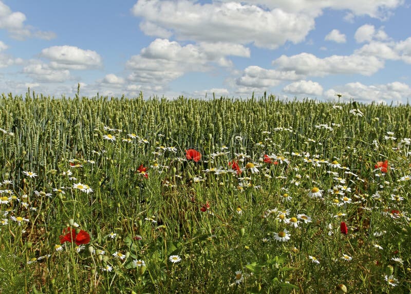 Weeds in a field. stock photo. Image of grassland, field - 41036266