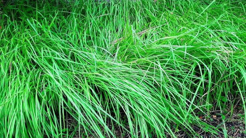 Weeds in the fields stock image. Image of garden, fields - 265727051