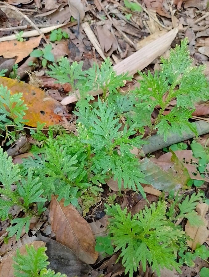 Weeds in the forest stock image. Image of weeds, plants - 269885341