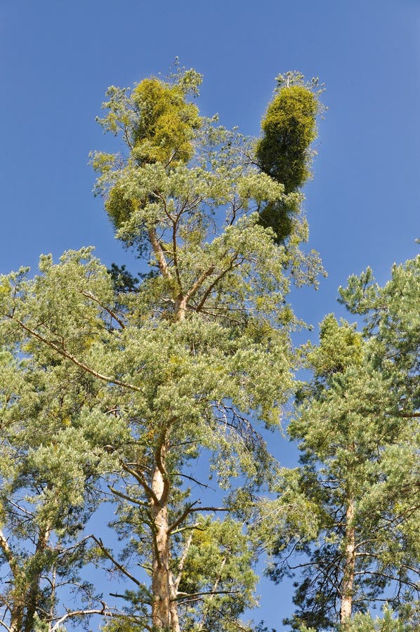 Weeds Formed As Bush in the Tree Stock Image - Image of outdoor, church ...