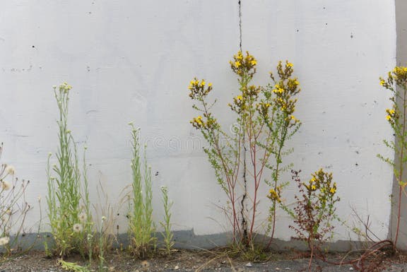 Weeds in Front of Grunge Cement Wall Stock Photo - Image of growing ...