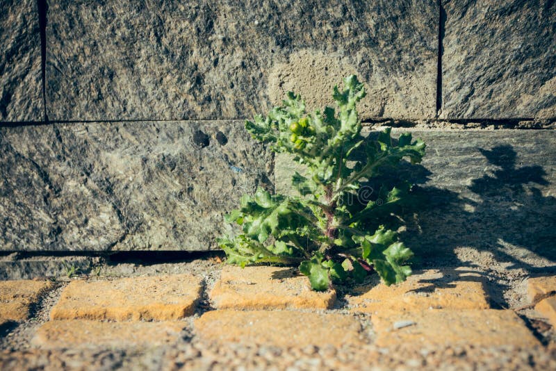 Weeds in Front of a House Wall Stock Image - Image of vintage, wall ...