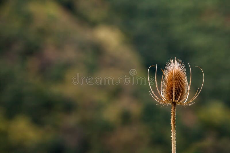 Weeds garden distel stock image. Image of meadow, dipsacus - 123701977