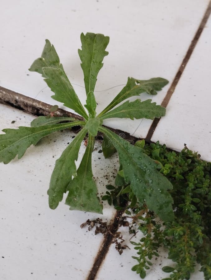 Weeds Grow in the Gaps in the Walls of the House Stock Photo - Image of ...