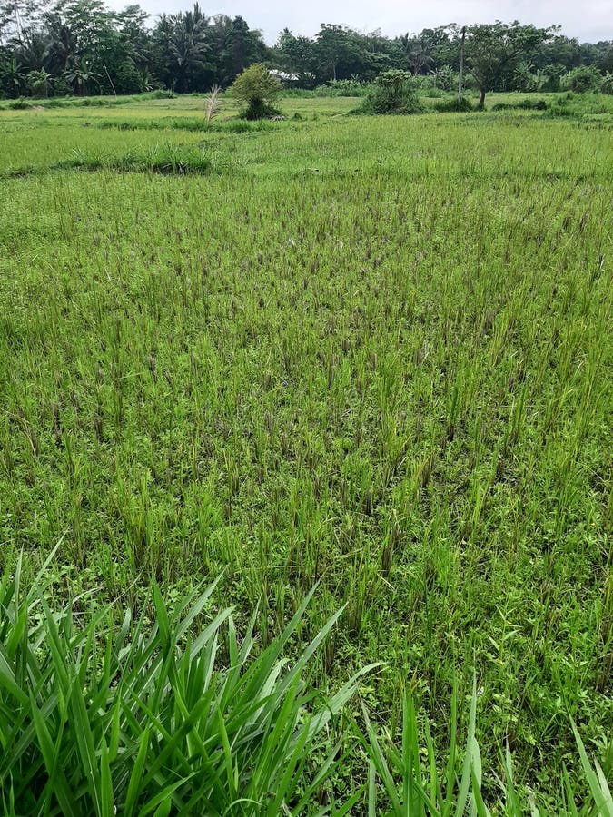 Weeds Grow in the Rice Fields after Harvest Stock Image - Image of rice ...