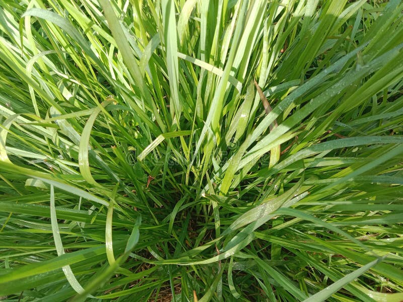 The Weeds Grow Thick and Beautiful but they are Weeds in Garden Stock ...