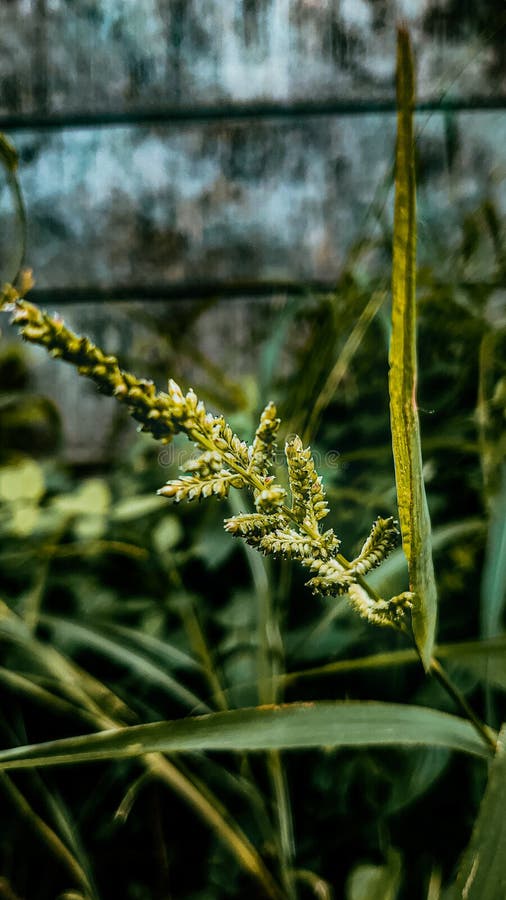 Weeds that Grow Wild among Garden Plants Stock Photo - Image of ...