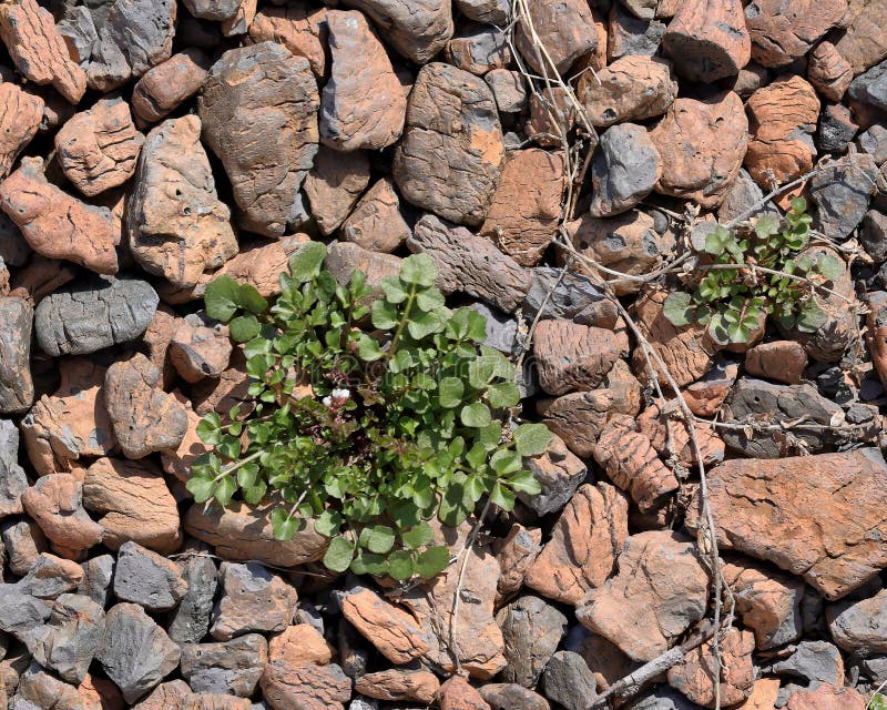Weeds Growing in Patio Stones Stock Photo - Image of growth, outdoors ...
