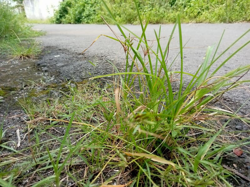 Weeds Growing by the Roadside Stock Photo - Image of hirta, landscape ...