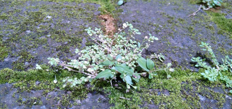 Weeds stock image. Image of grass, grove, plant, rock - 212269723