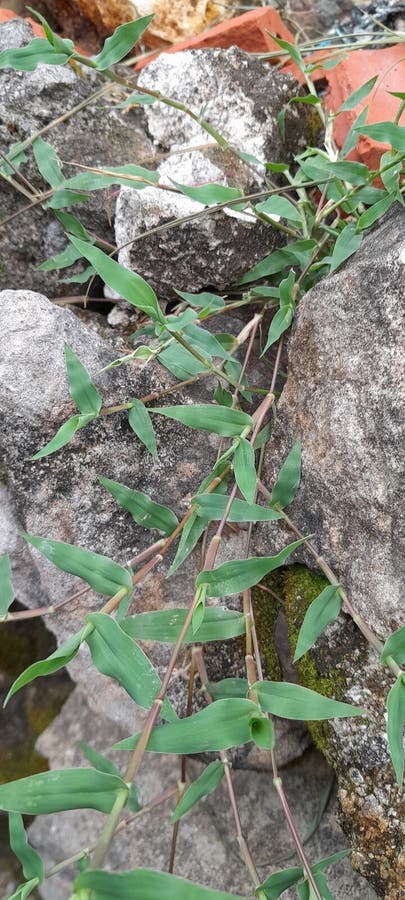 Weeds growing on the rock stock photo. Image of plant - 276839684