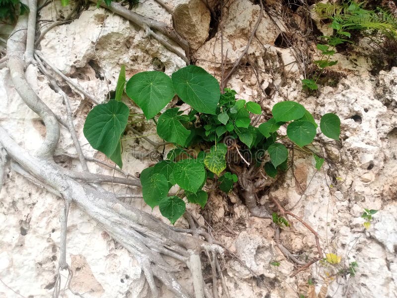 Weeds Growing between the Rocks Stock Image - Image of wildlife, plant ...