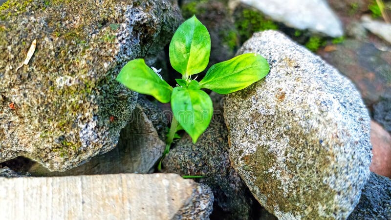 Weeds Growing between the Rocks Stock Image - Image of woodland, soil ...