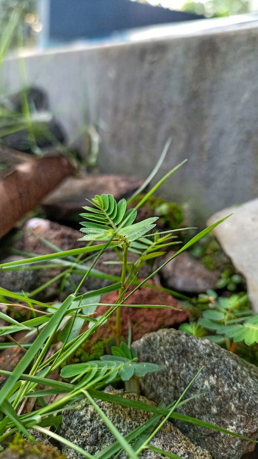 Weeds Growing between the Rocks Stock Photo - Image of forest, nature ...