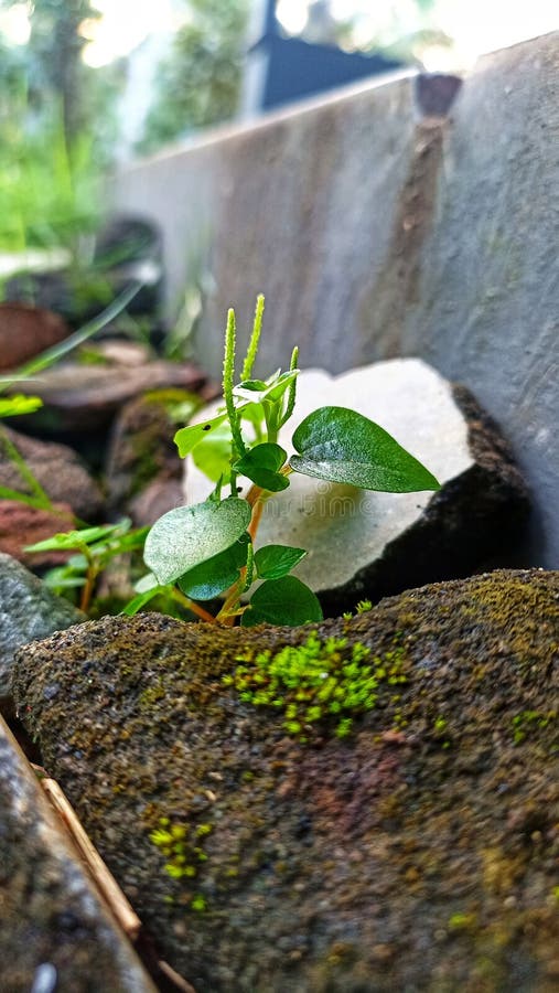 Weeds Growing between the Rocks Stock Photo - Image of jungle, nature ...