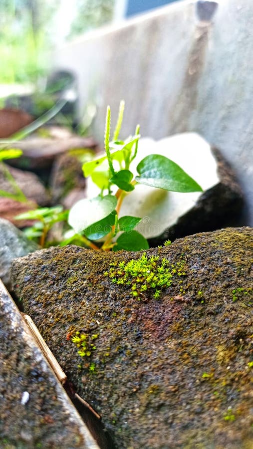 Weeds Growing between the Rocks Stock Image - Image of produce, plant ...