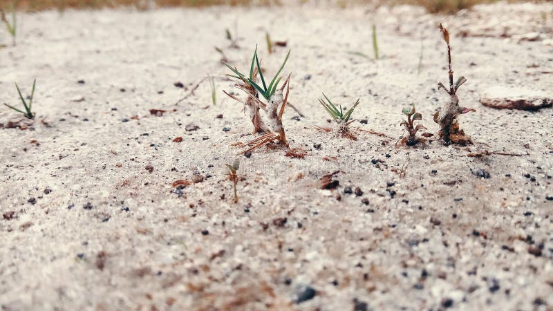 Just a little weed stock photo. Image of growing, white - 207432958