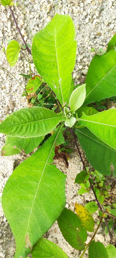 Weeds growing in the sand stock photo. Image of wildflower - 267639280