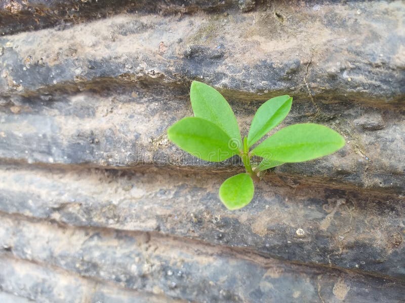 Weeds growing on the walls stock photo. Image of nature - 205497302