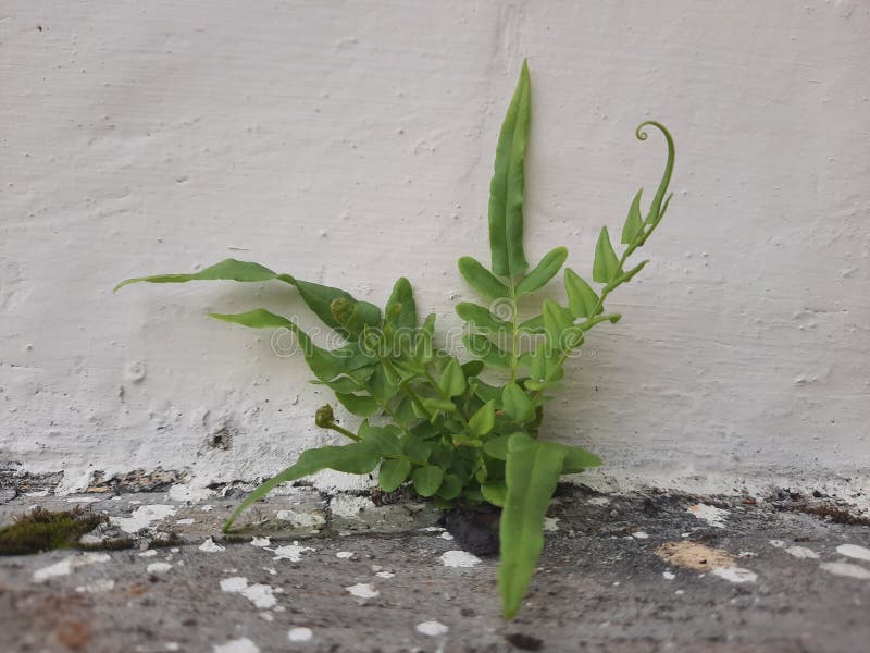 Weeds Growing on the Walls of the House Stock Photo - Image of weeds ...