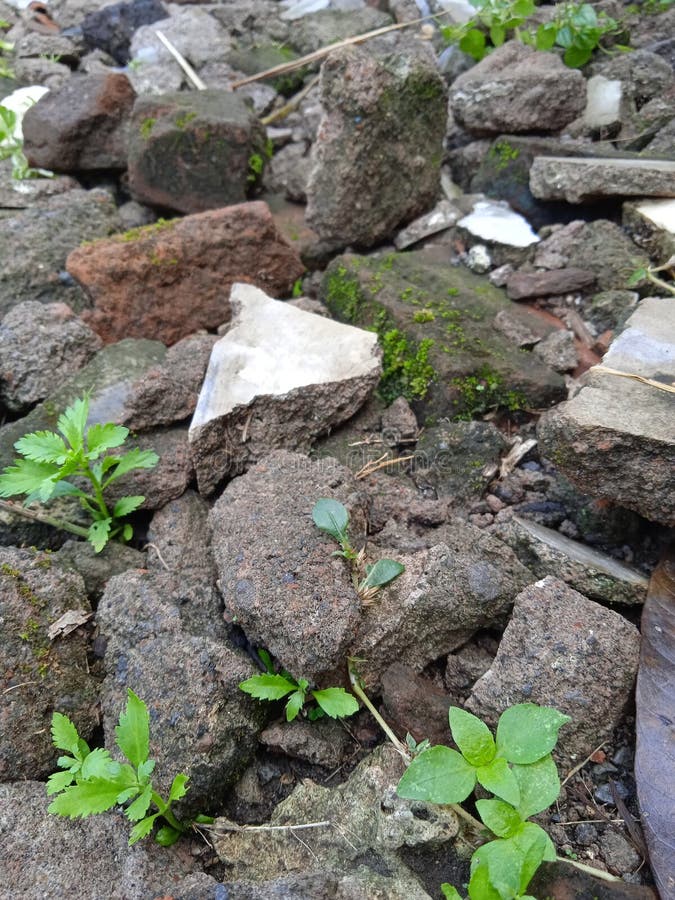 Weeds grown at rock stock image. Image of tree, boulder - 246432913