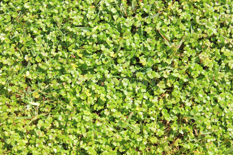 Weeds in lawn close up stock photo. Image of pasture - 24301728