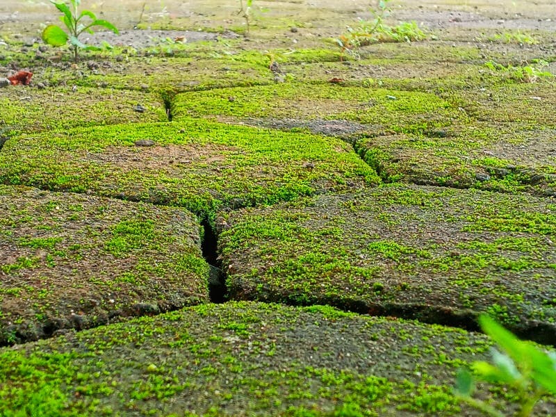 Weeds and Moss on the Paving Stock Image - Image of leaf, crop: 242783375