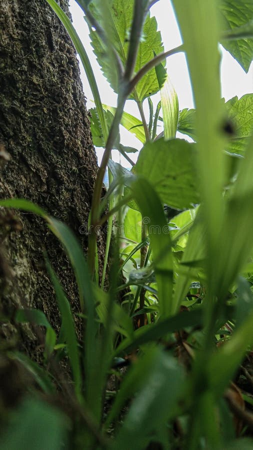 Weeds near a big tree stock image. Image of leaf, food - 277940693