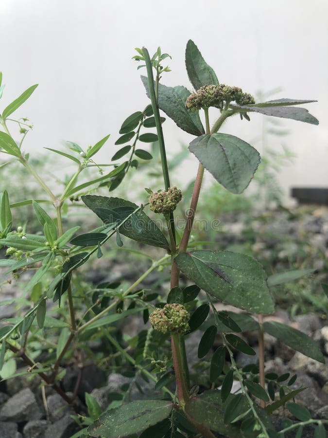 Weeds stock image. Image of grass, road, side, yards - 375243973