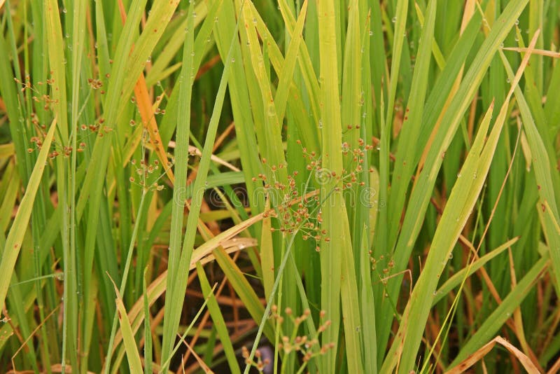 Weeds in paddy field stock image. Image of plant, rice - 98226523