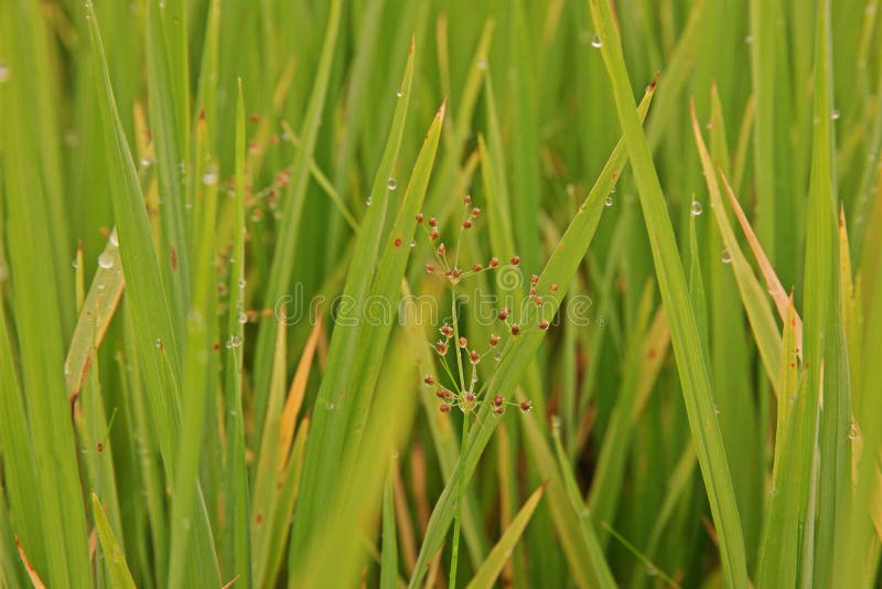 Weeds in Paddy Field, Sedges Stock Image - Image of outdoor, miliacea ...