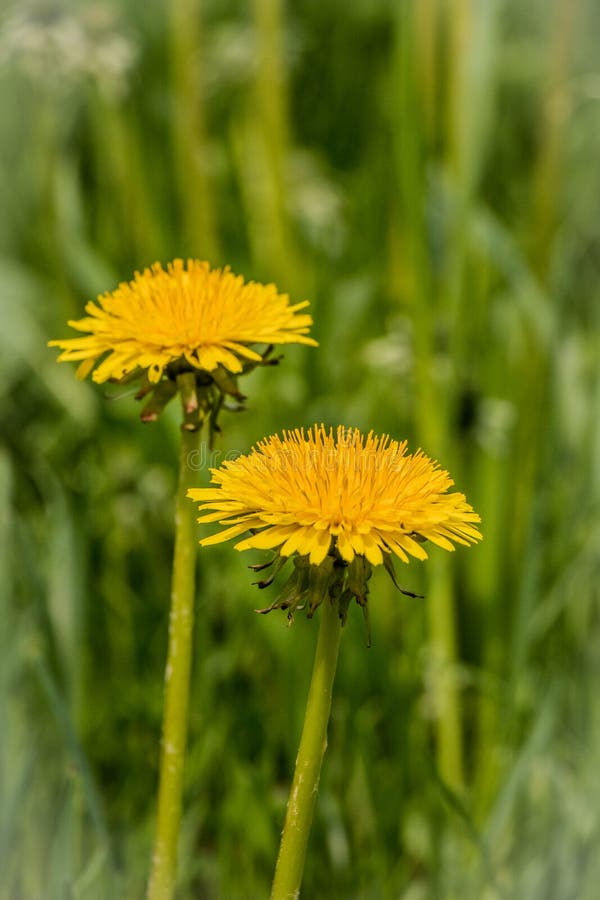 Two Yellow Dandelions Growing the Green Grass Stock Image - Image of ...