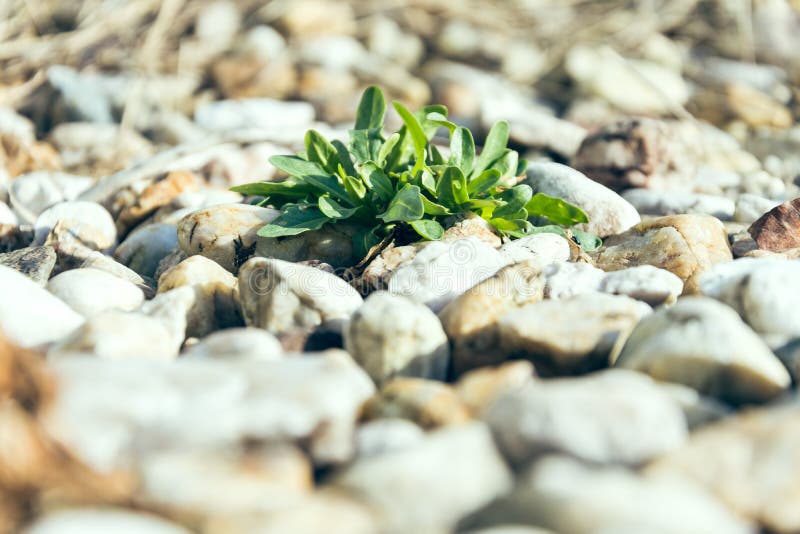 Weeds between pebbles stock photo. Image of closeup - 115268680