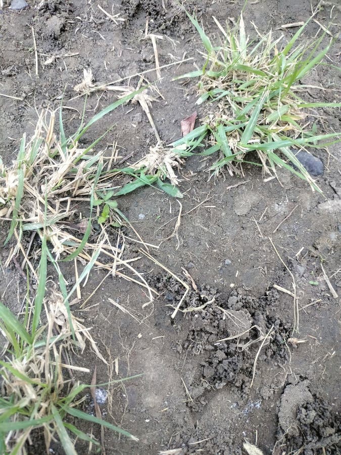 Weeds at poor soil stock photo. Image of pond, produce - 271864366