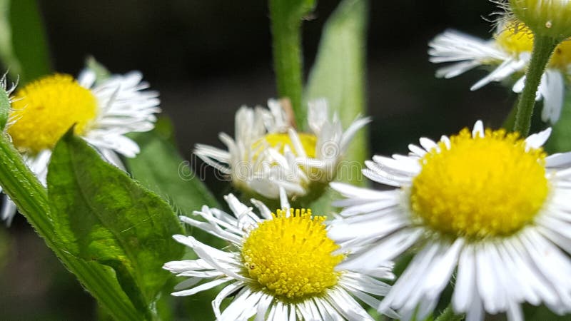 Weeds stock image. Image of growing, weed, pretty, little - 94616295
